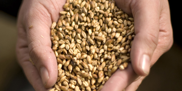 GrainCorp announces intent to demerge – Brews News Australia